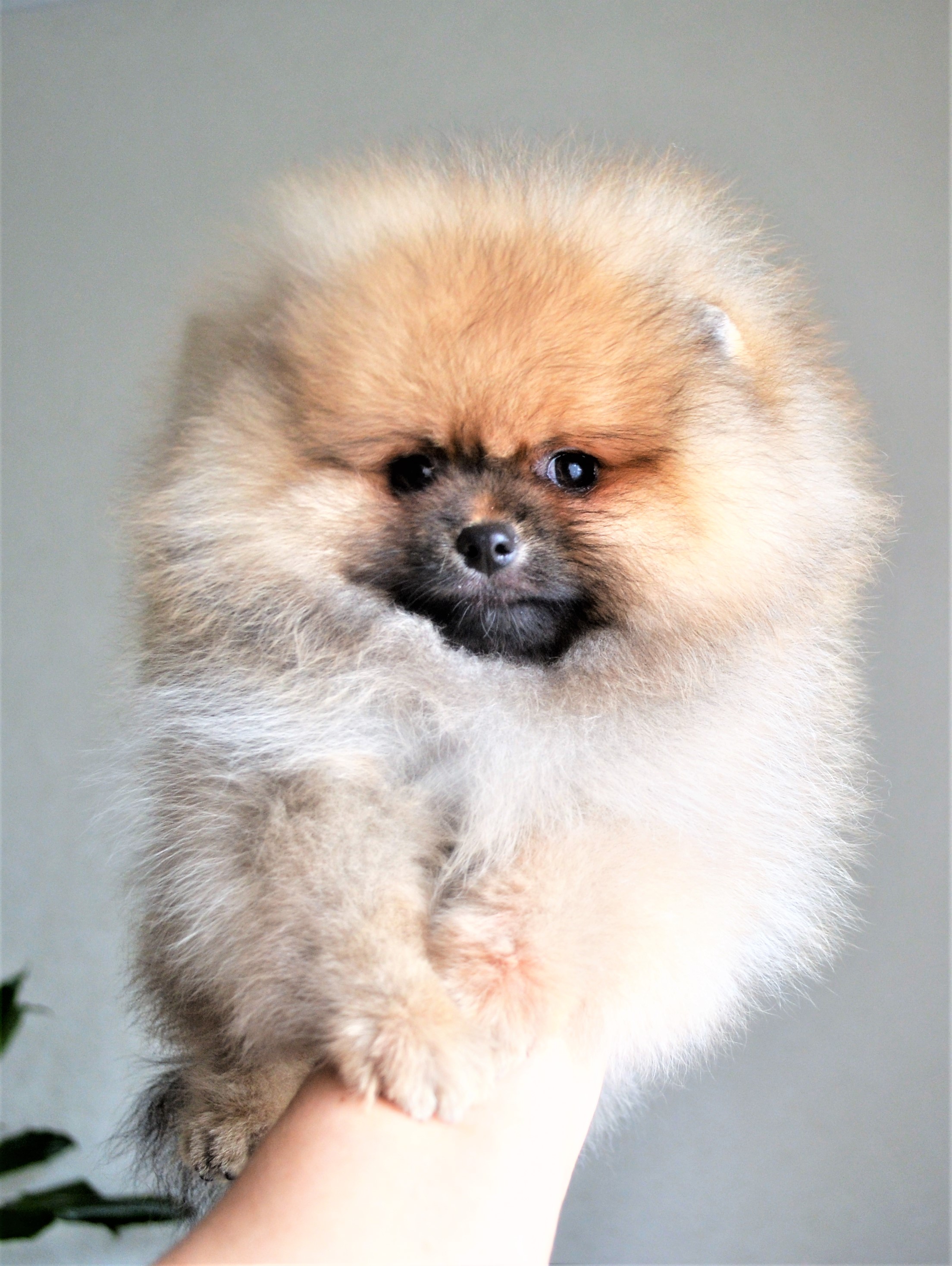 VELES STARLIGHT PANI MONIKA