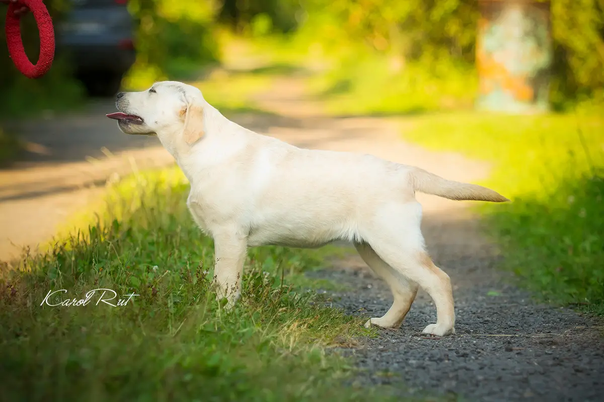 Karol Rut Dog breeder