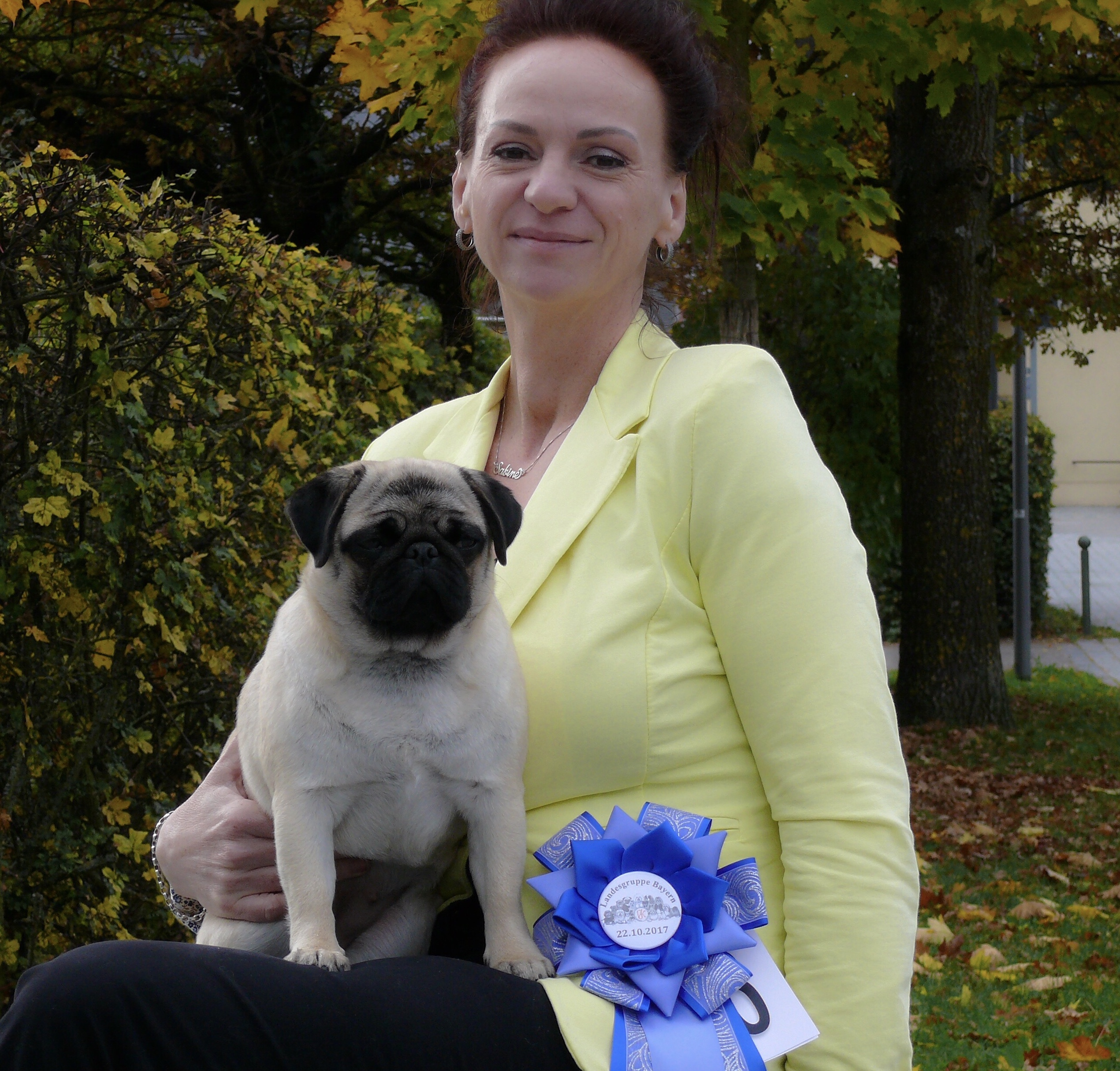 of Golden Pugs Élevage de chien