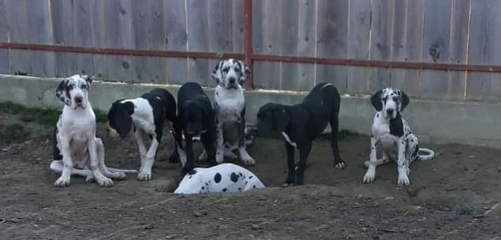 From Demma Dog Dog breeder