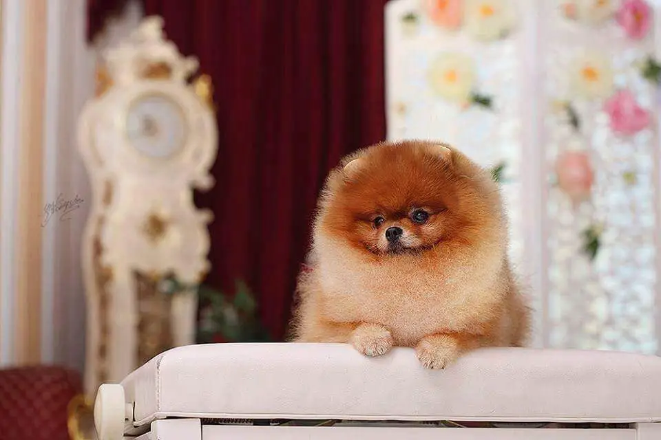 Vittoria Chiara Dog breeder