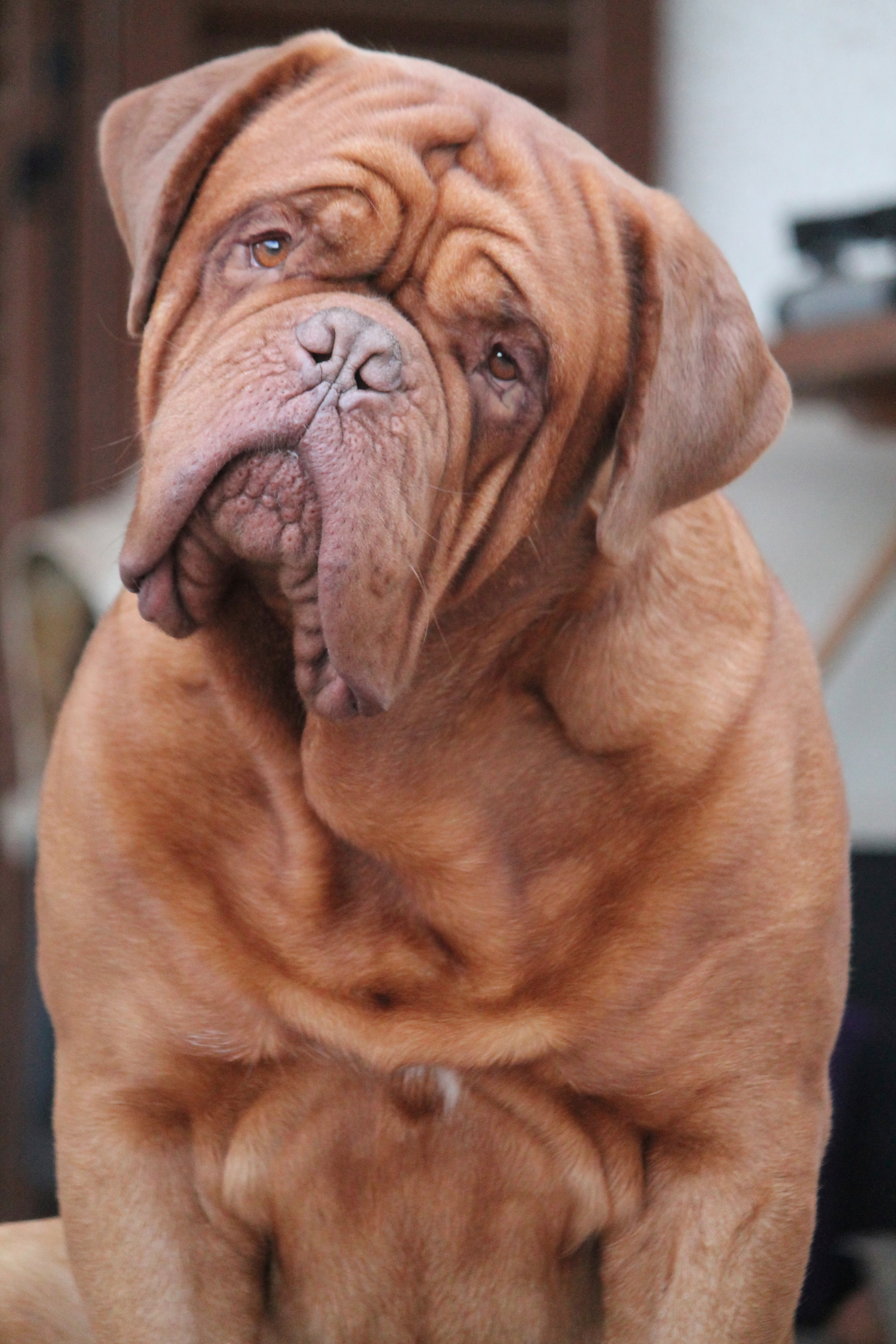 Ironmastiff-Kennel Criadero de perro