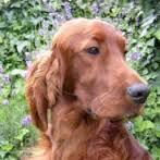 Juggernaut's Dog breeder