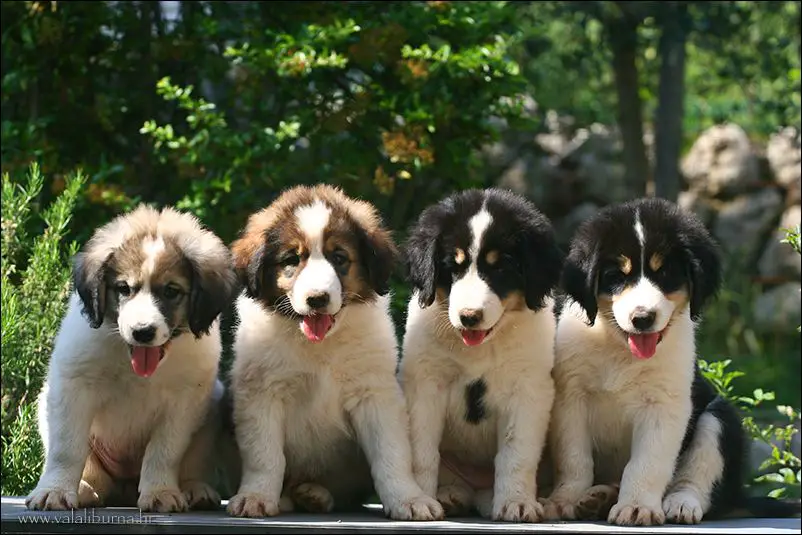 Vala Liburna Dog breeder