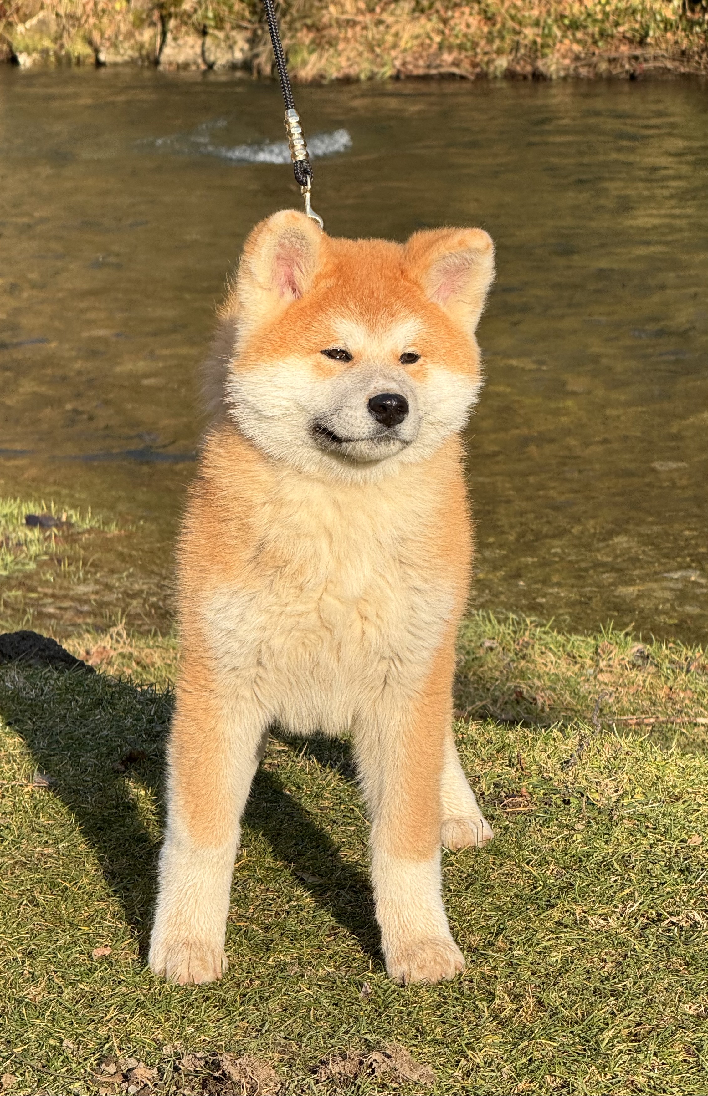 Tatsuo Go Ai No Hikari
