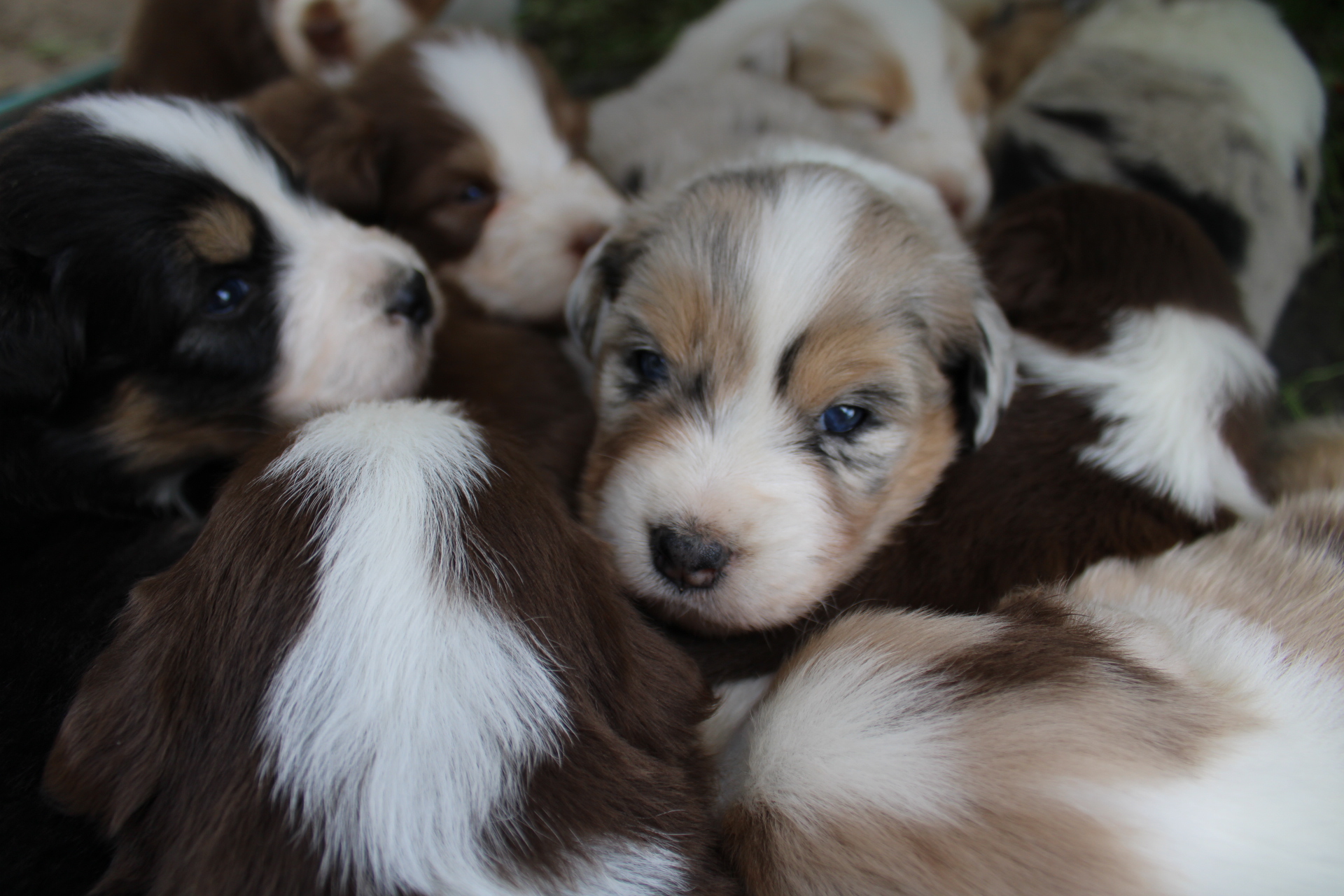 American (1st) litter