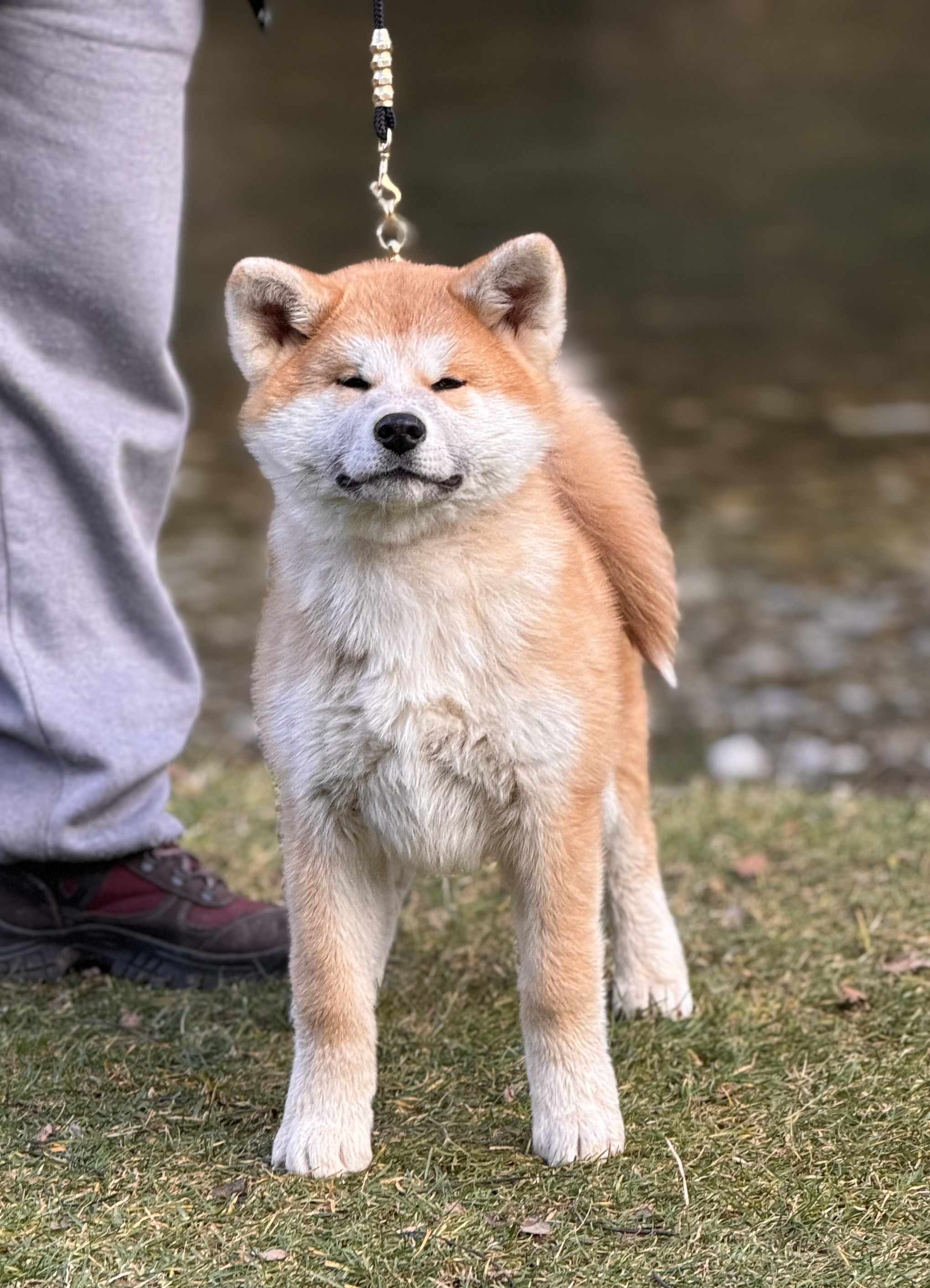 Toya Go Ai No Hikari