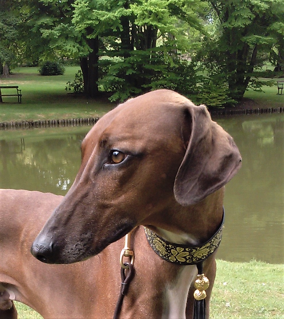 De La Féline Créole Dog breeder