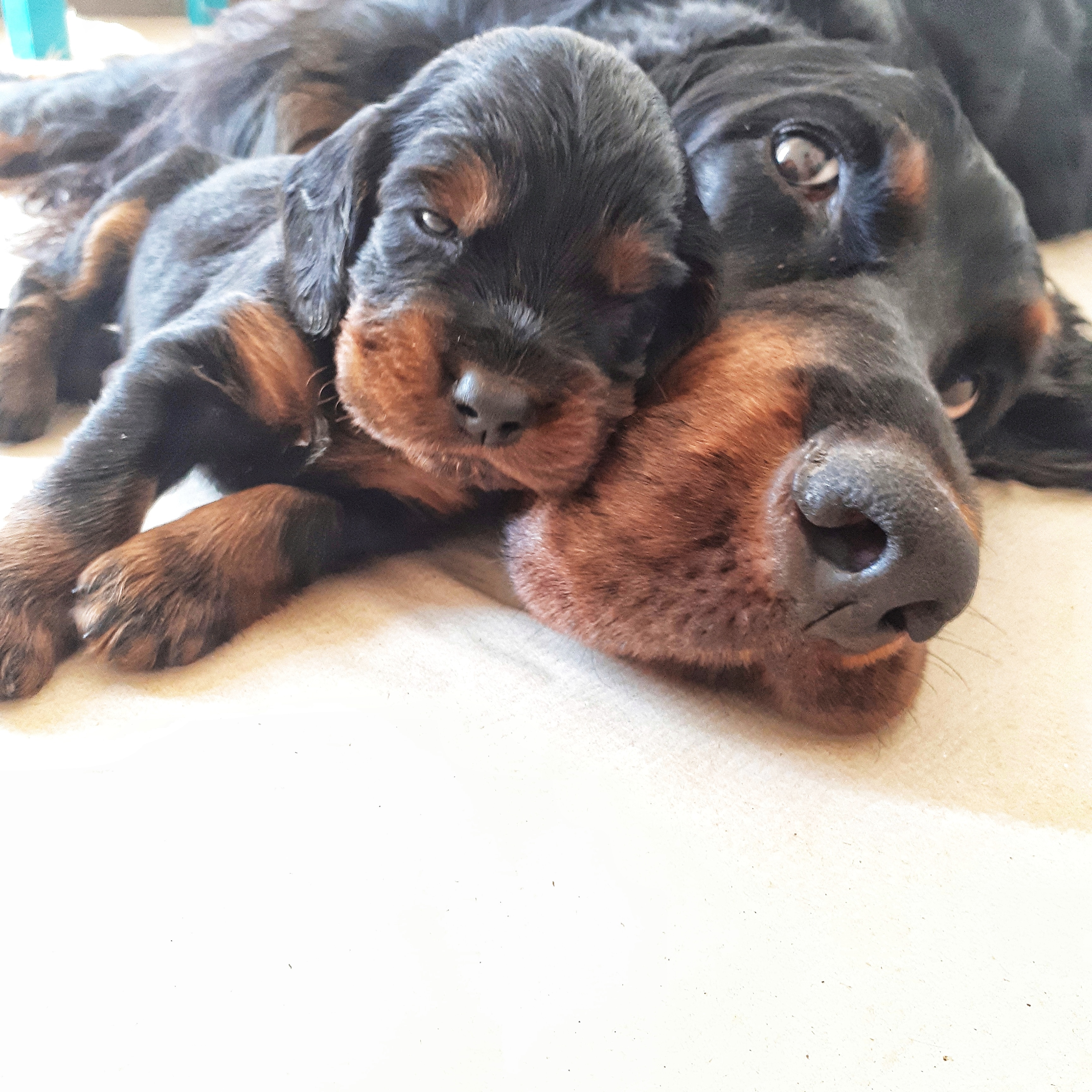 Woodland Hoppers Dog breeder