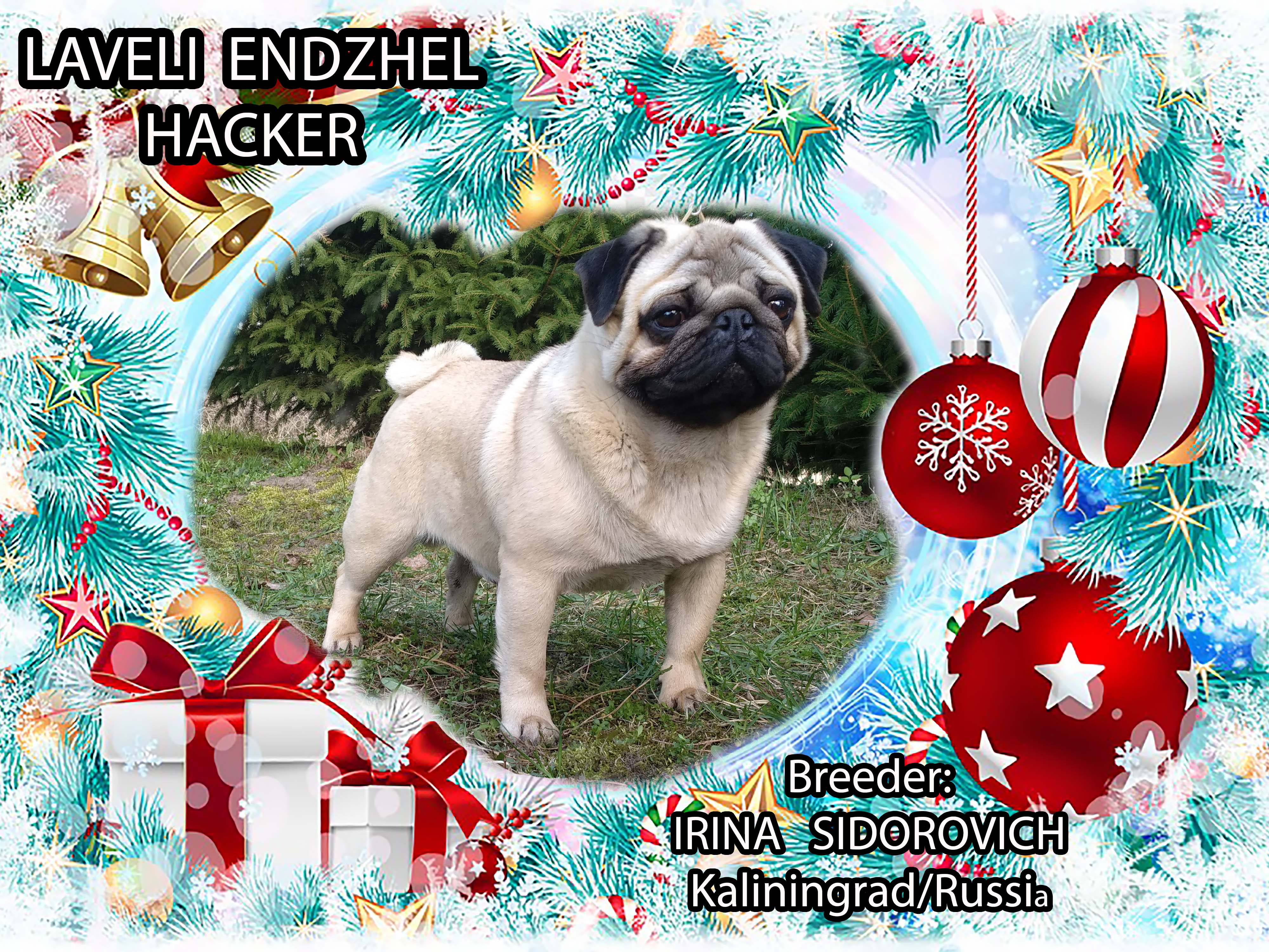 LAVELI ENDZHEL Criadero de perro