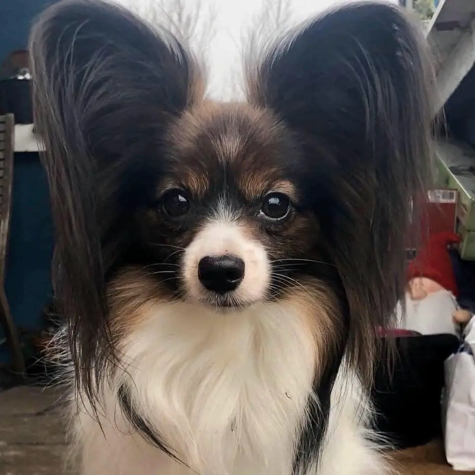 David Beckham Dog breeder