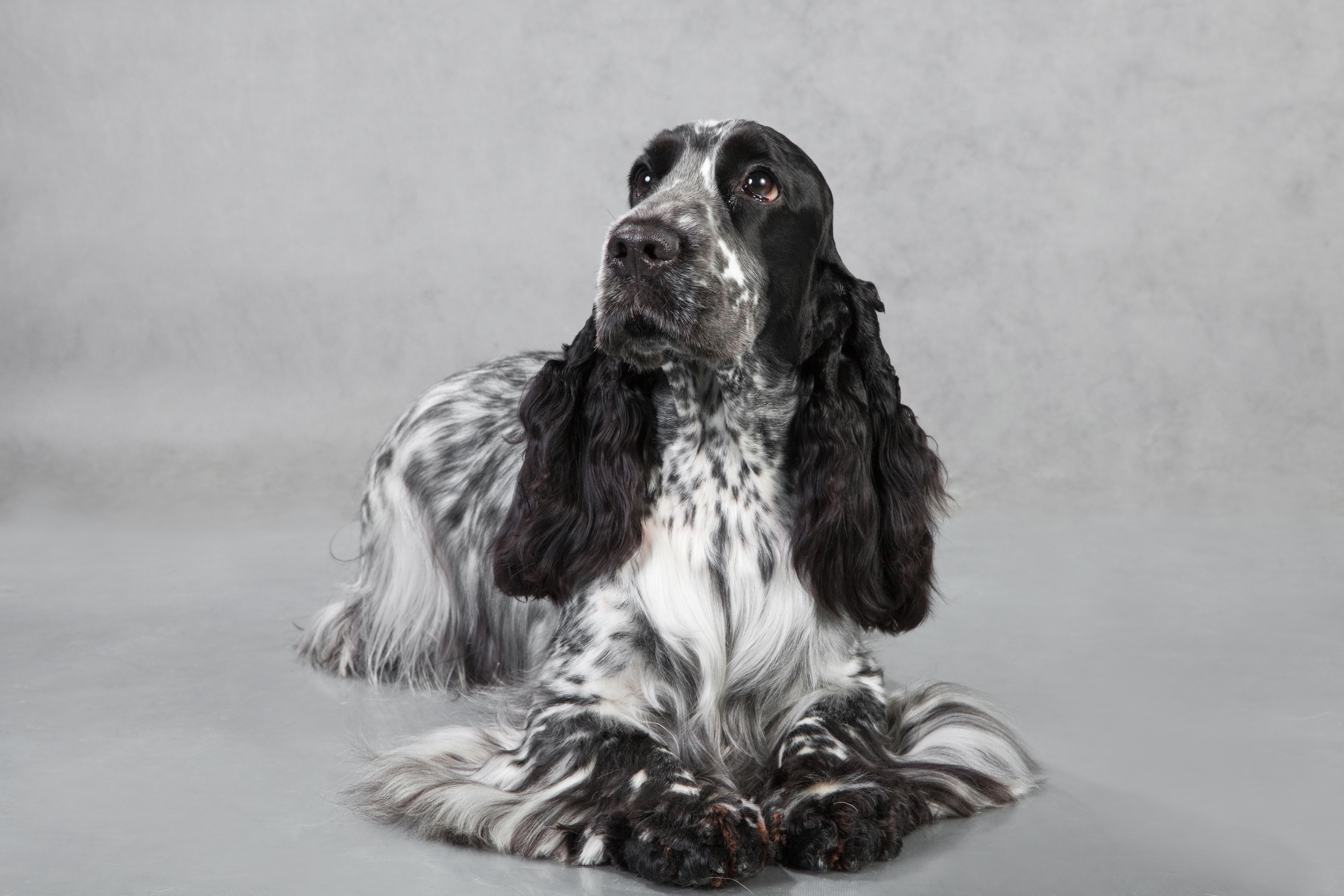 BEAUTIFUL SUNSHINE Dog breeder