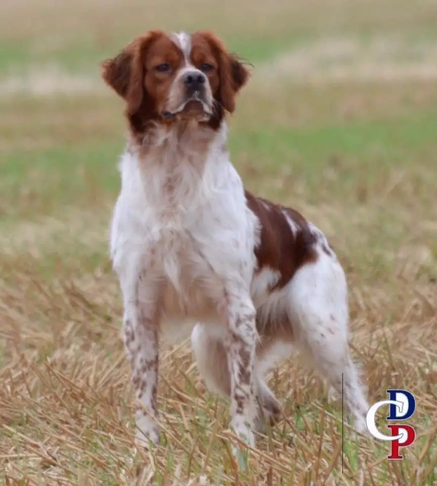 Elevage du clan des perdrix Criadero de perro