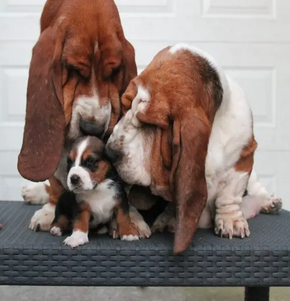 Happy House Of Basset Dog breeder