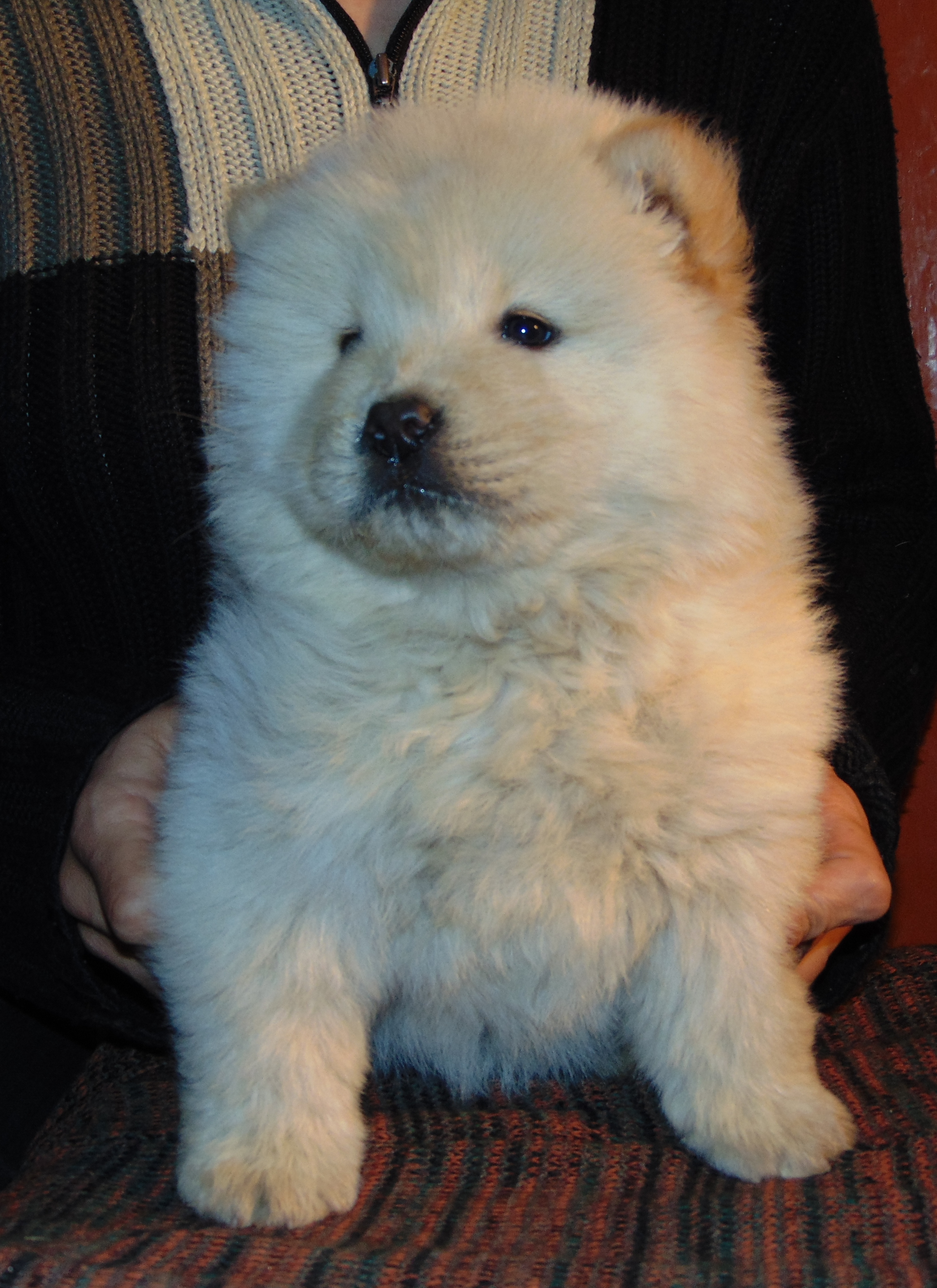 Wasa de Viringo Criadero de perro