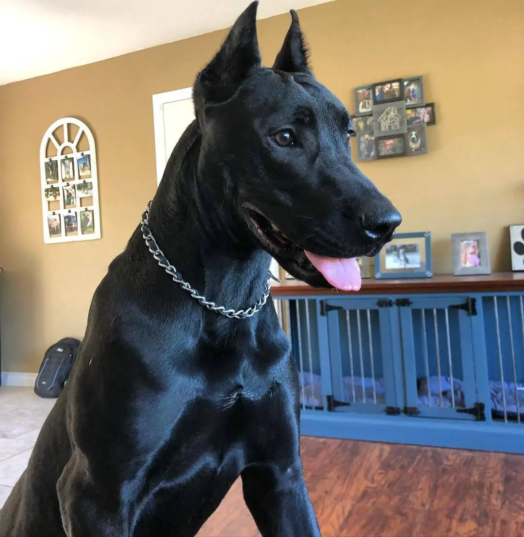 Canis Panterhund 10 Facts You Should Know About Canis Panthers (with