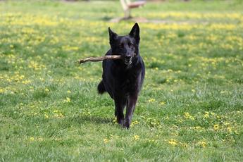 How Much Cipro Can A Dog Take