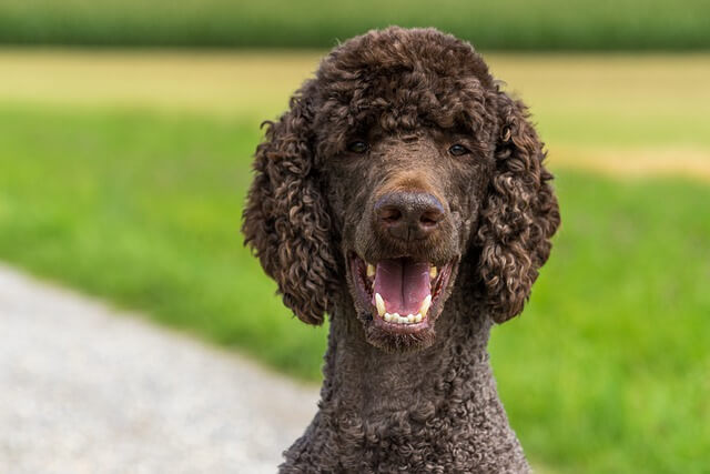 Giant Poodle Quotes 27 Of Our Favorite Poodle Quotes World Dog