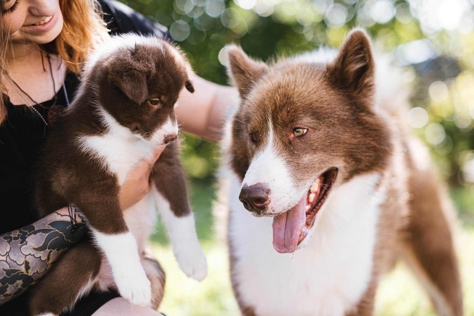 Son Perros Esquimales De Doble Capa
