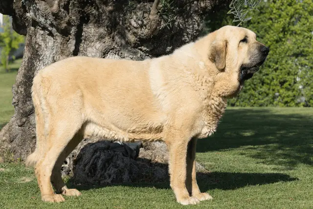 What Is The Breed Of Spanish Mastiff