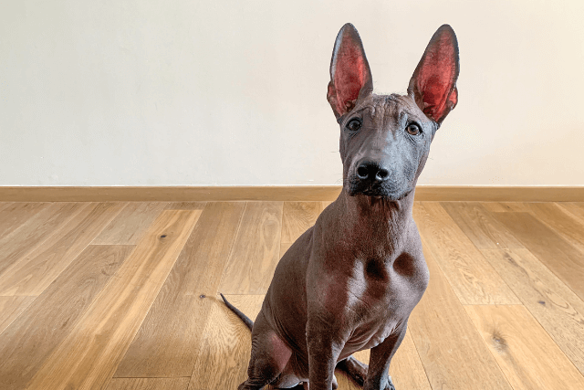 Xoloitzcuintli Dog Breed Information The Ultimate Guide Breed Advisor