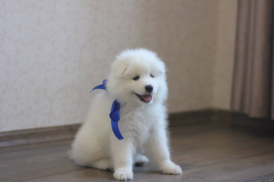 WHITE GLOW Criadero de perro