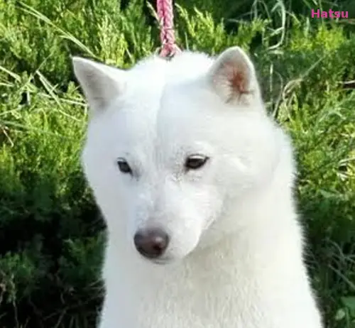 Int.CH. Itadaki No Hatsuhime Go "Hatsu"