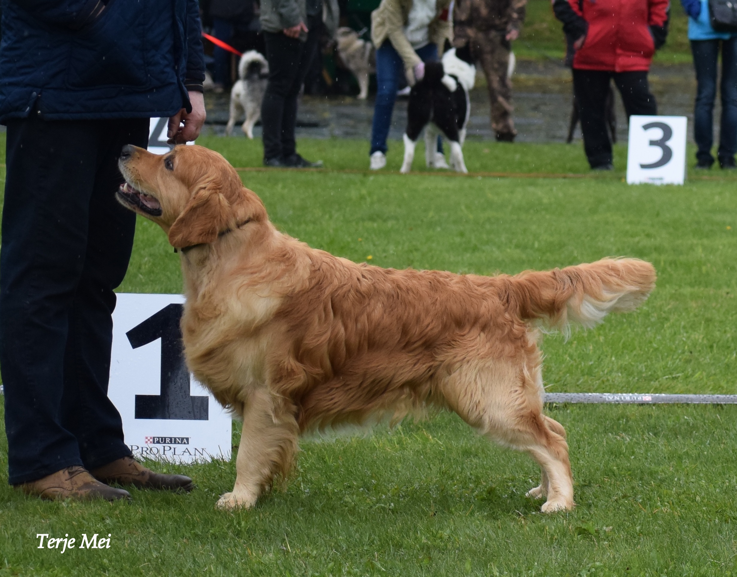 Ringokris Melian Olimar