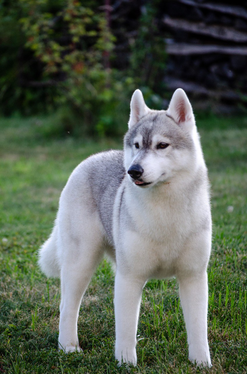 Josephine the love of the Emperor