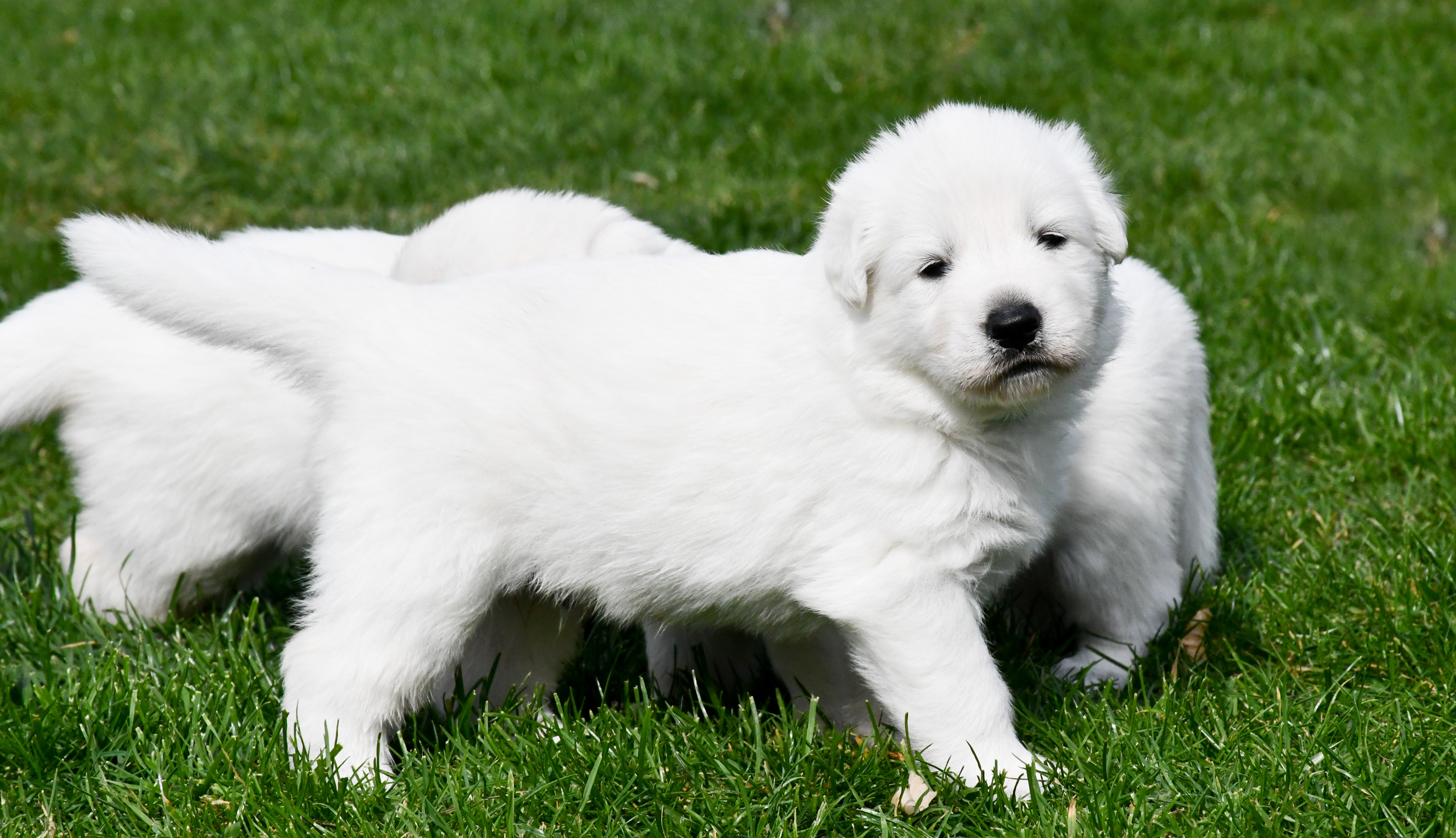 Delgado I Came to Win