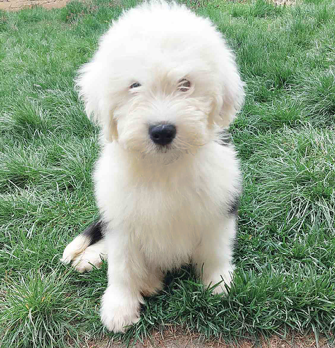 Limesa Kennel Dog breeder