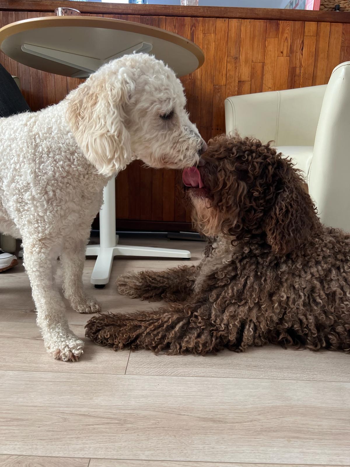 Blanka Zoretic Dog breeder