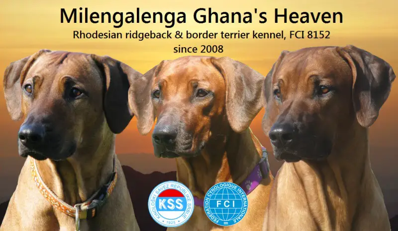 Milengalenga Ghana's Heaven Dog breeder