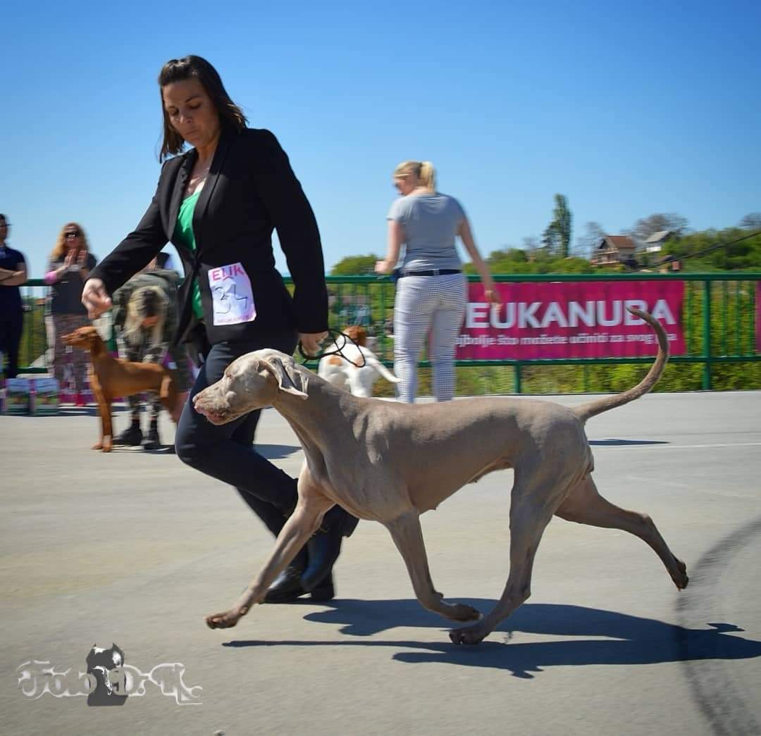 Sirius Spirit Dog breeder