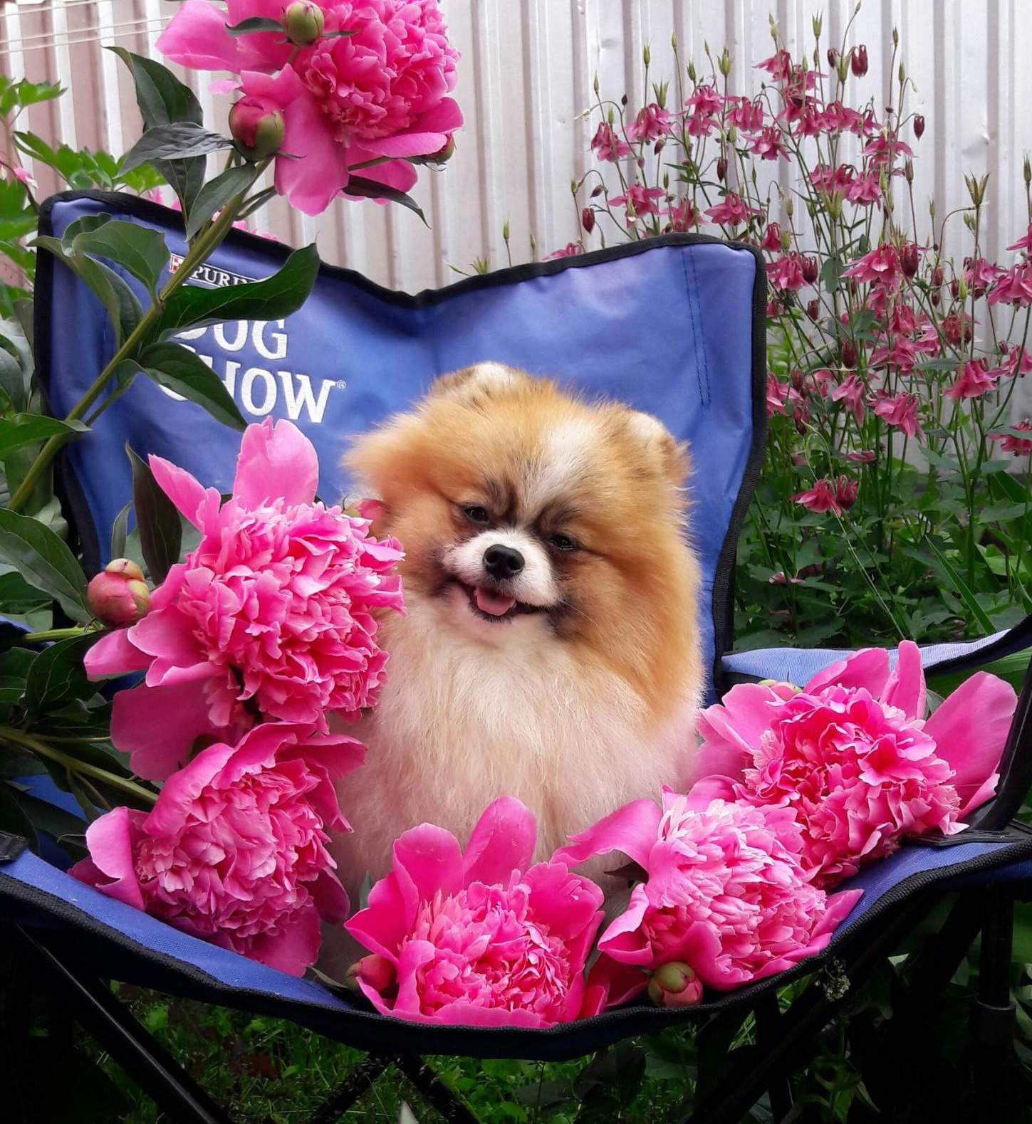 MIO RONDINI Dog Breeder