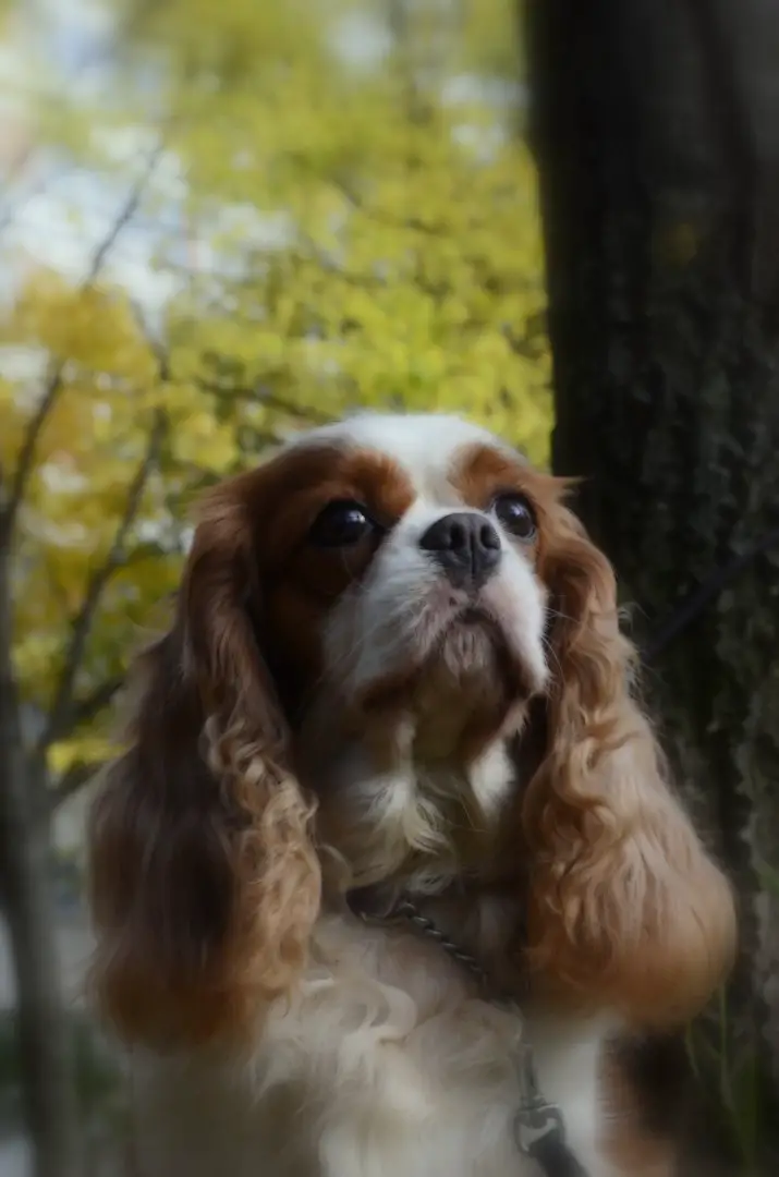 Piter's Royal Family Dog breeder